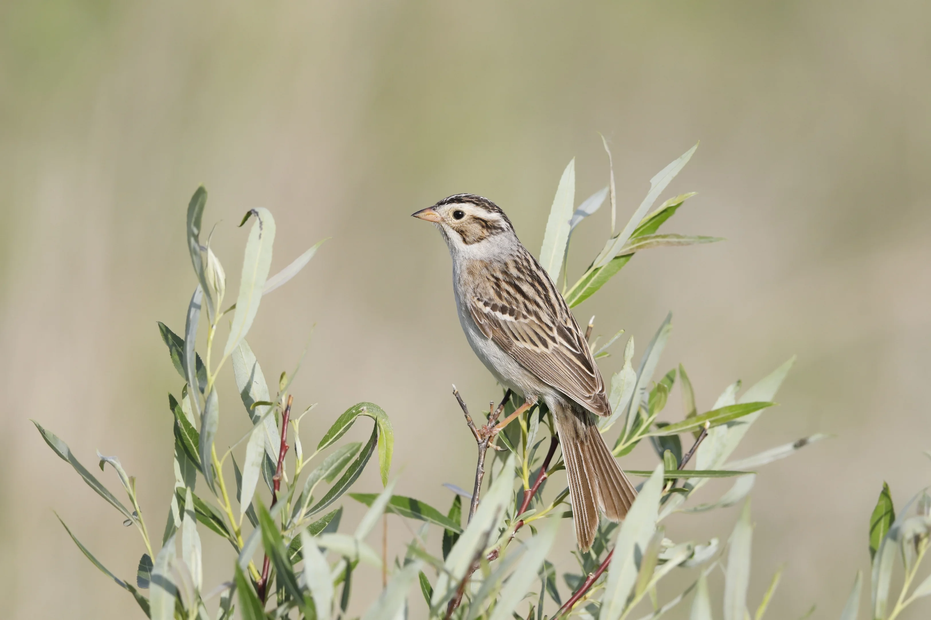Details : Clay-coloured Sparrow - BirdGuides