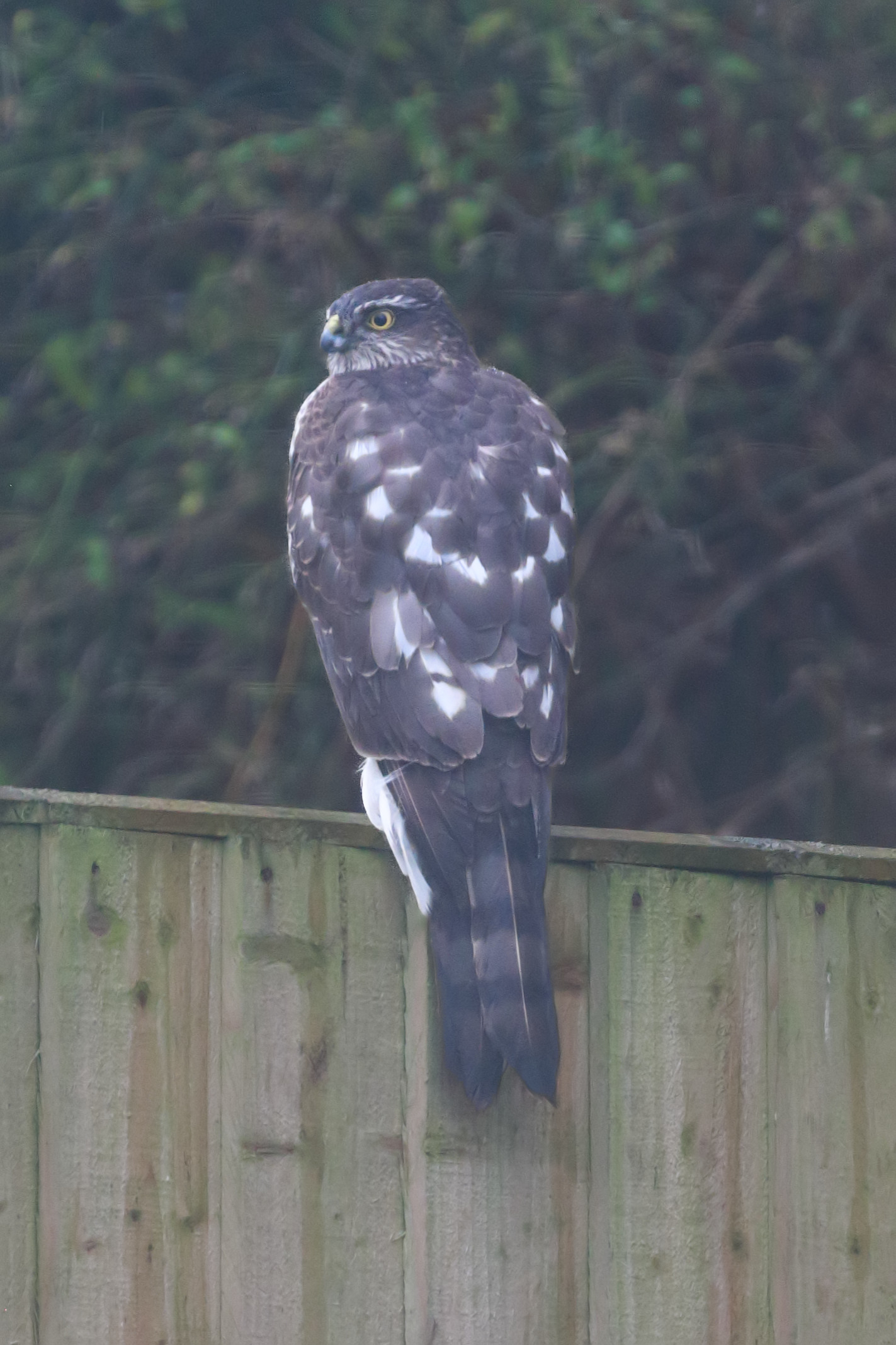Eurasian Sparrowhawk by Ezhil Suresh - BirdGuides