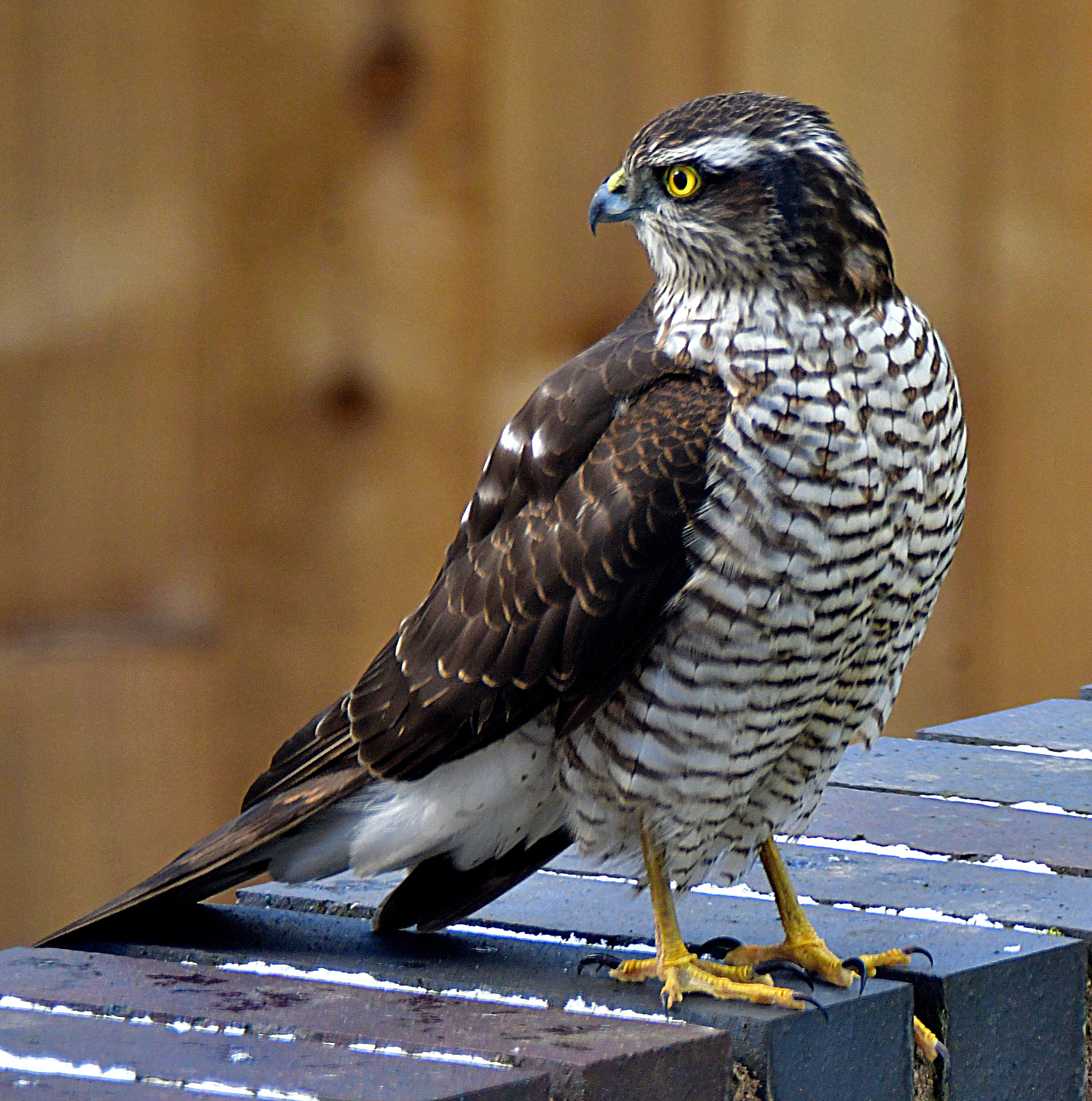 Stoke-on-Trent Birdwatching Site - BirdGuides