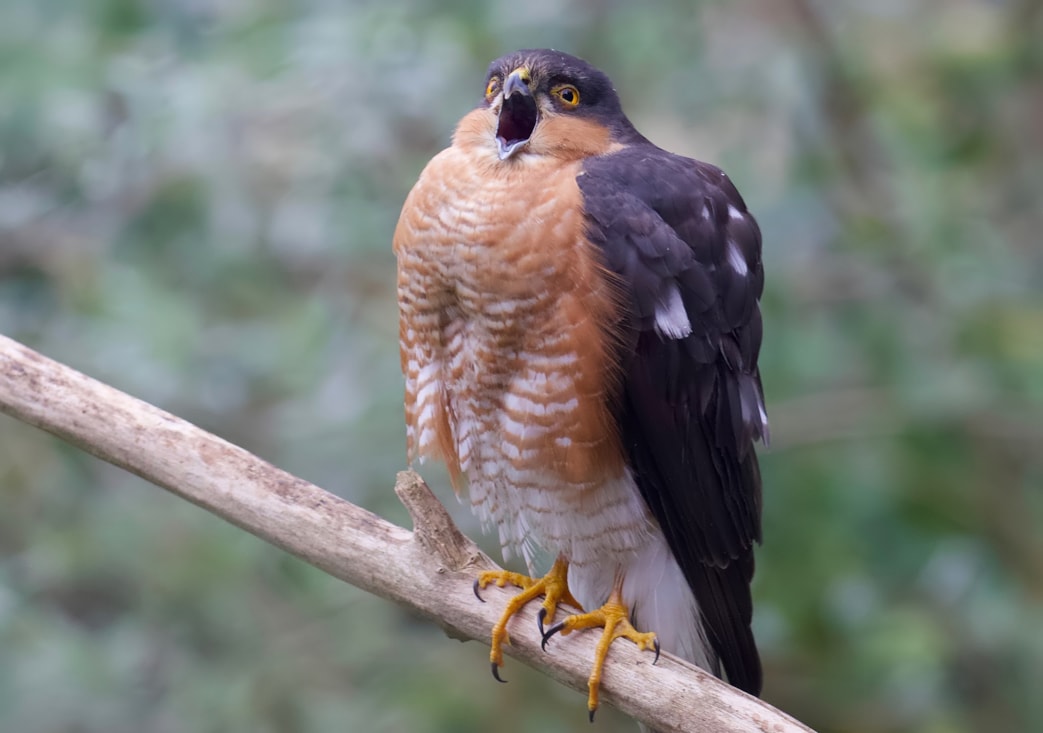 Eurasian Sparrowhawk by Dave Jackson - BirdGuides
