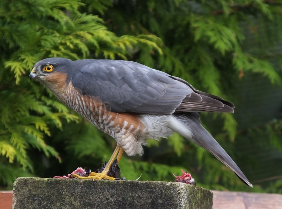 Eurasian Sparrowhawk by Steve Smith - BirdGuides