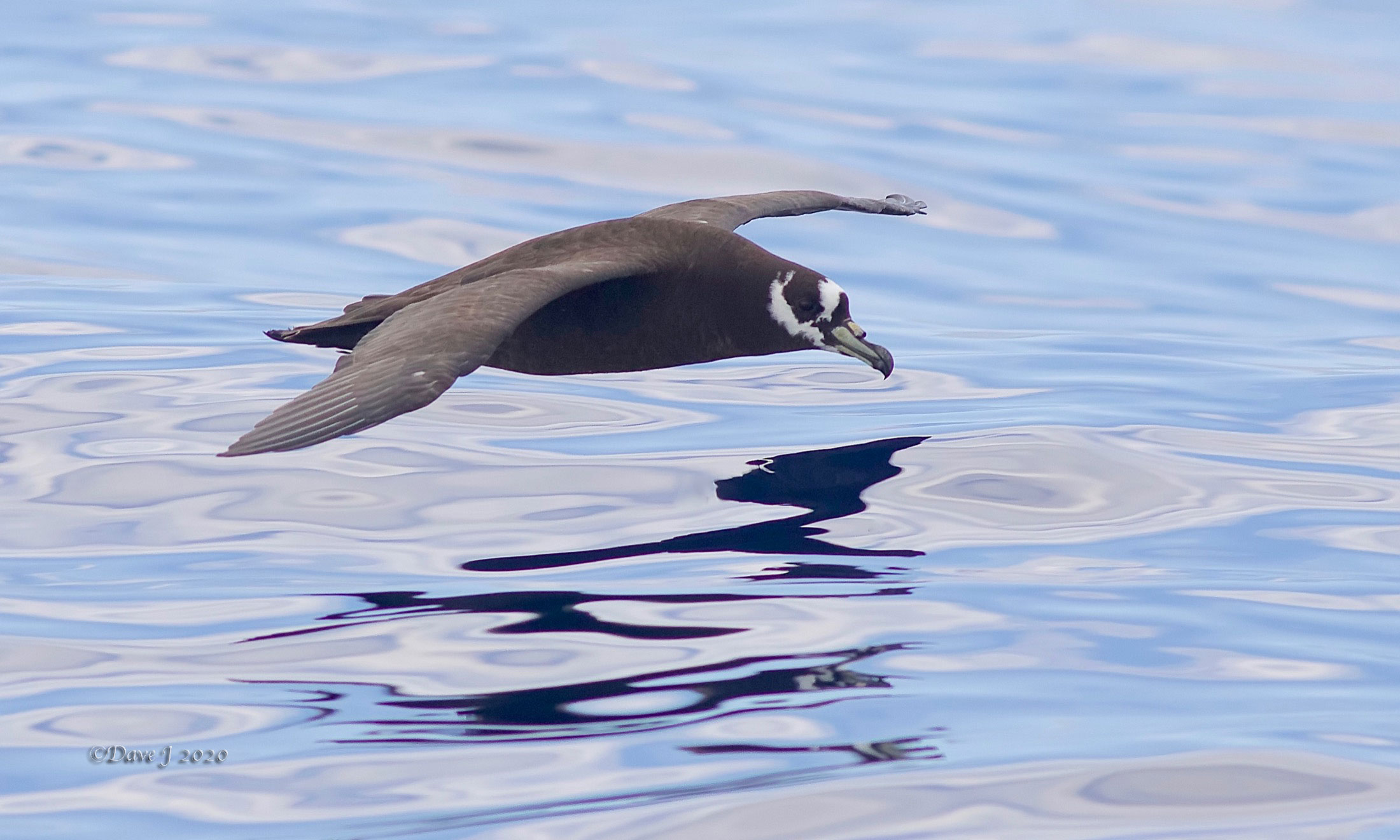 Details : Spectacled Petrel - BirdGuides