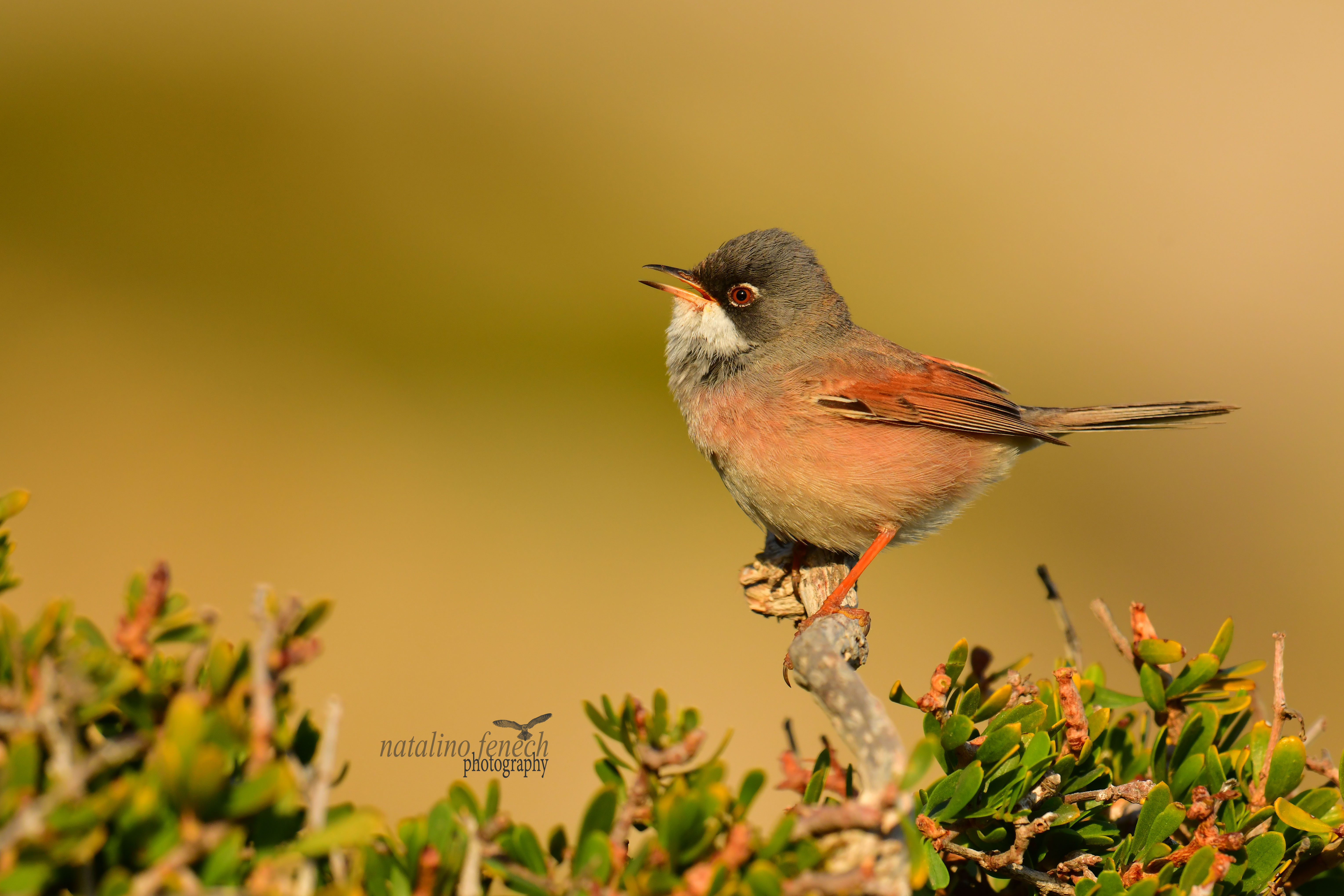 Spectacled Warbler by Natalino Fenech - BirdGuides