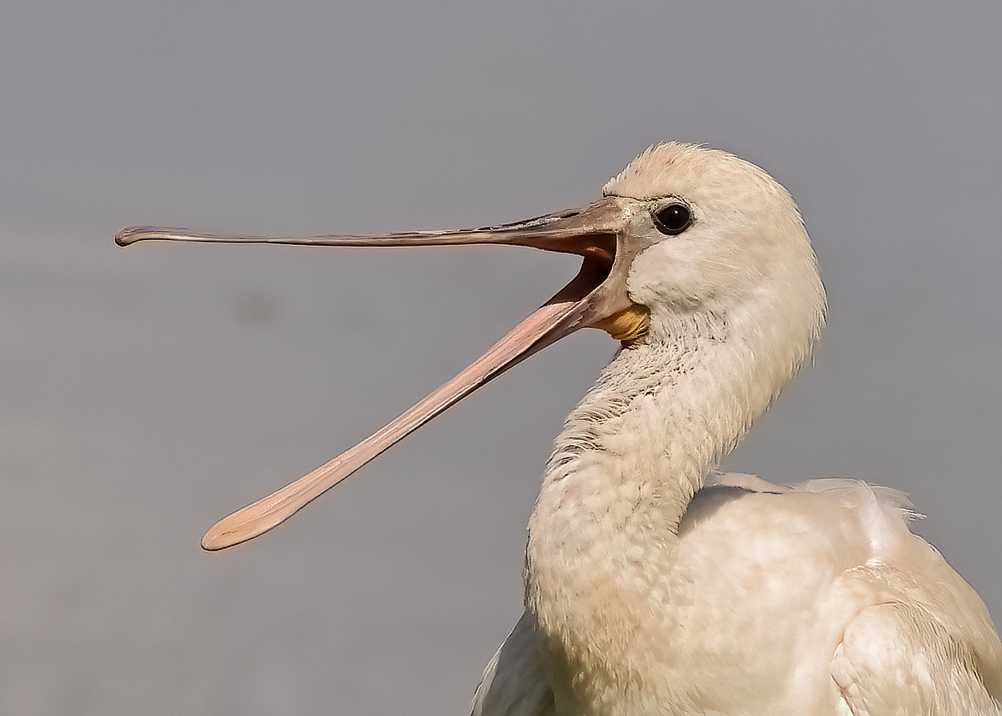 Eurasian Spoonbill by Mike Trew - BirdGuides