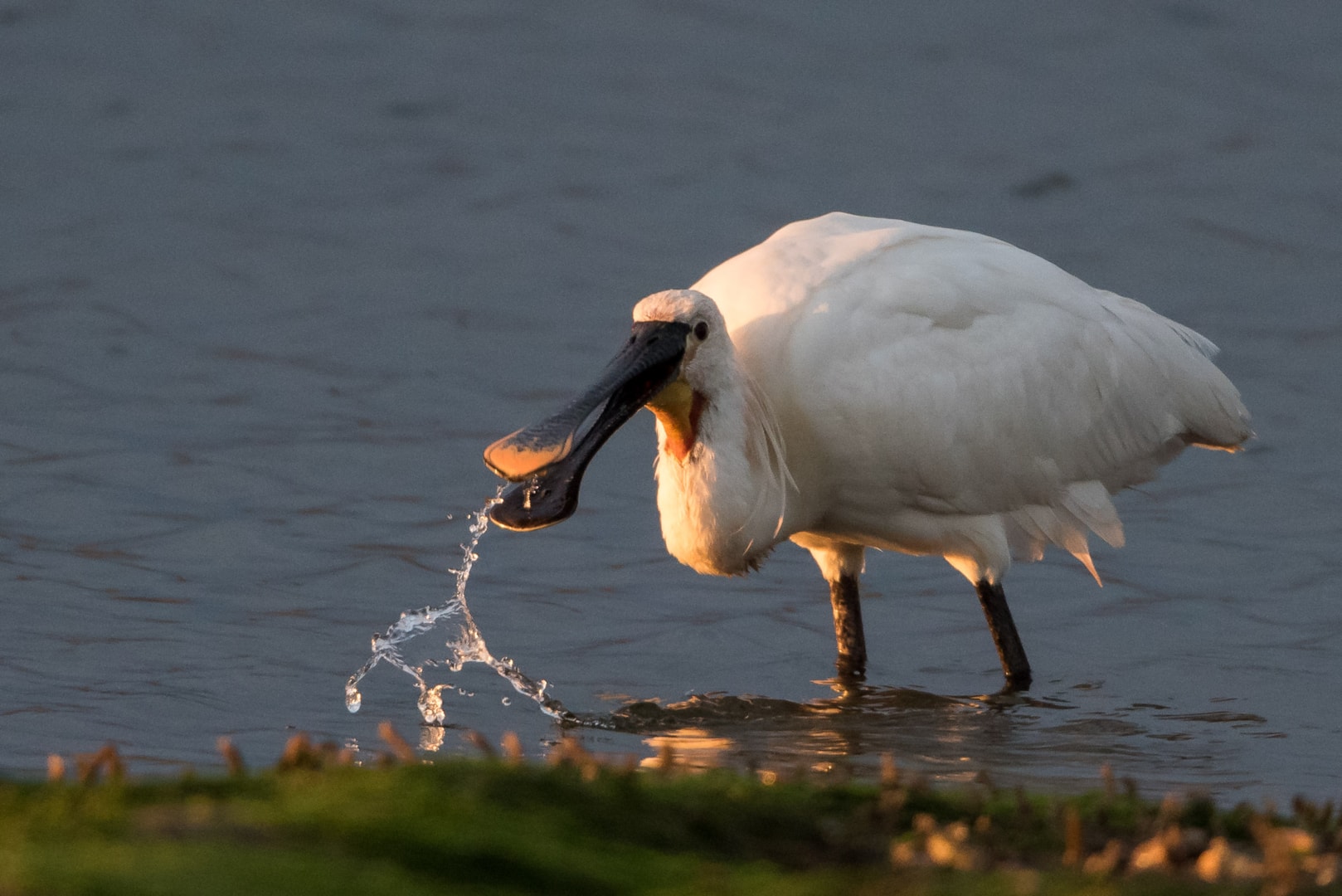Eurasian Spoonbill by Jim Mountain - BirdGuides