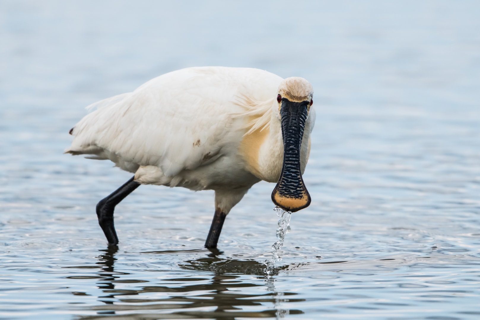 Eurasian Spoonbill by Jim Mountain - BirdGuides