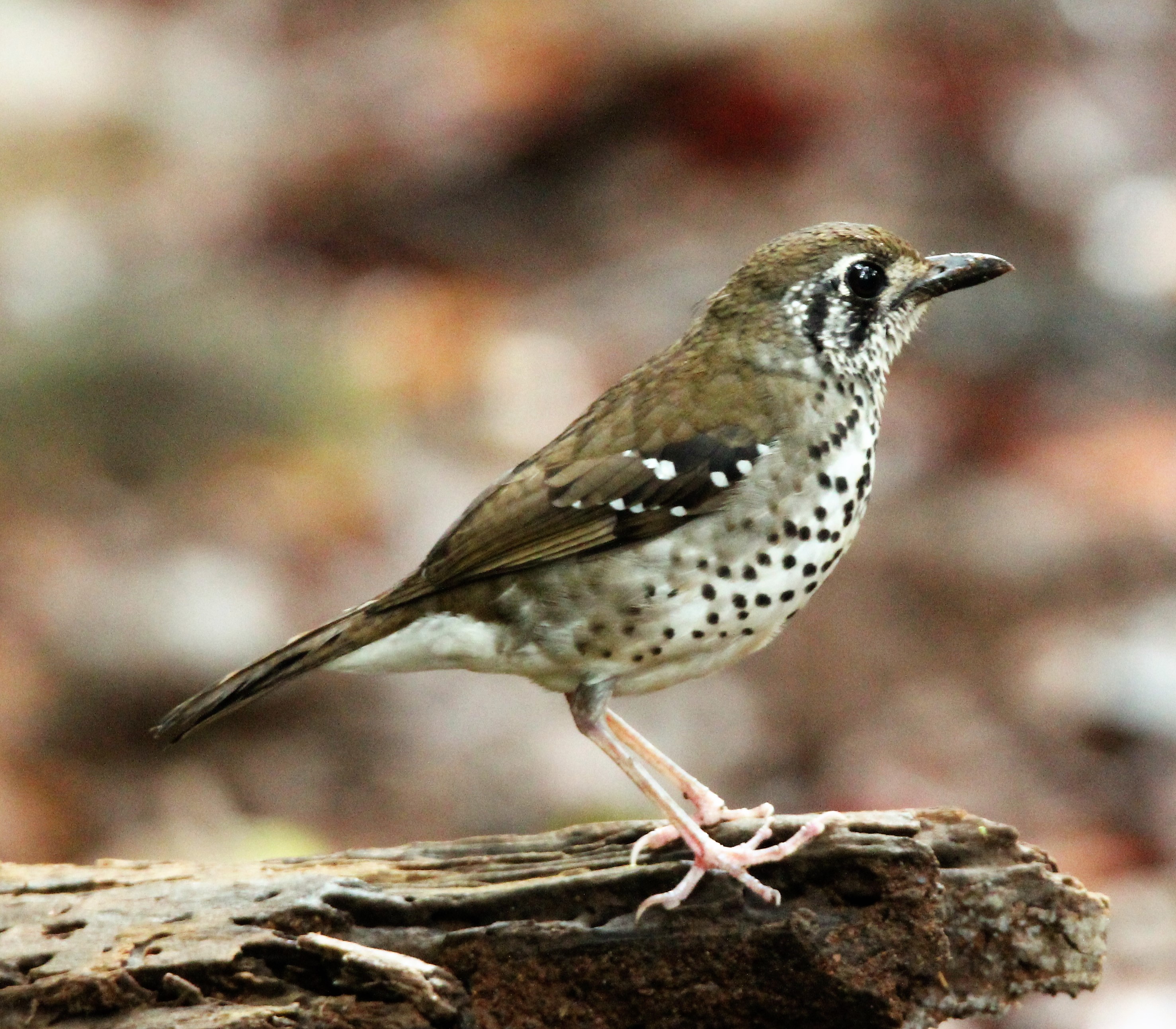 Details : Spot-winged Thrush - BirdGuides