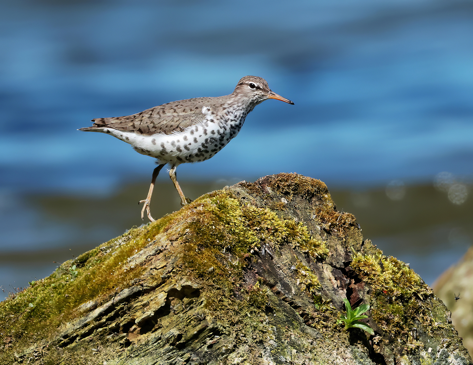 Spotted Sandpiper by Darren Chapman - BirdGuides