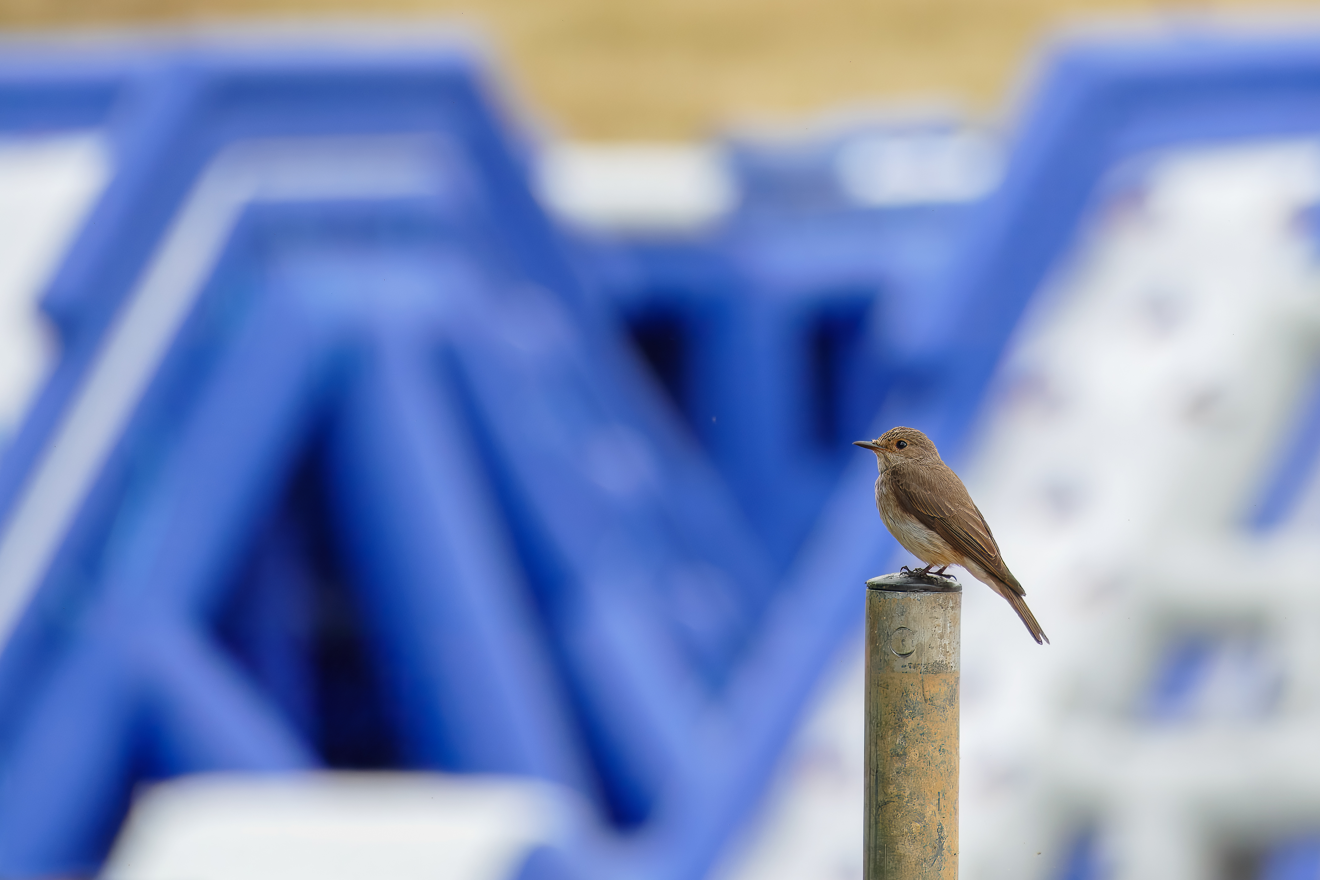 Spotted Flycatcher by James Fennel - BirdGuides
