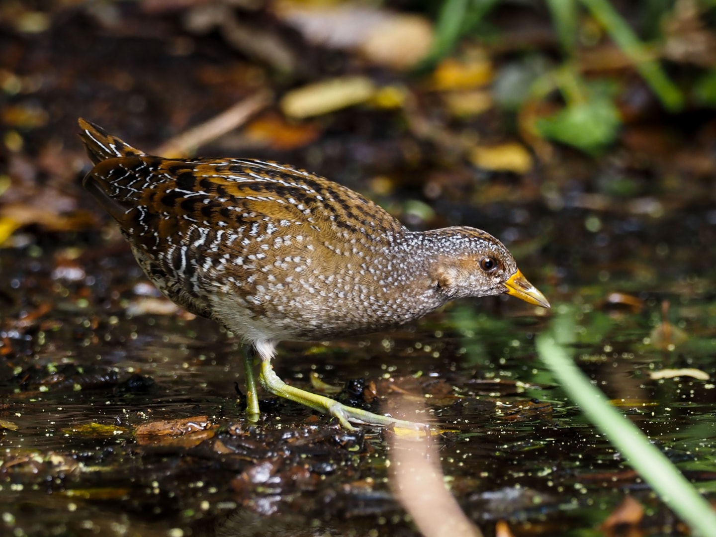 Spotted Crake by Terry Laws - BirdGuides