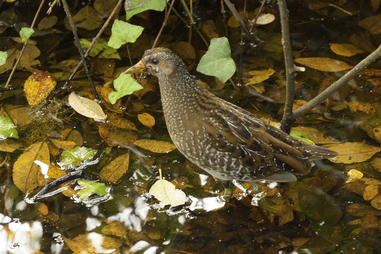 Spotted Crake by Mick Colquhoun - BirdGuides