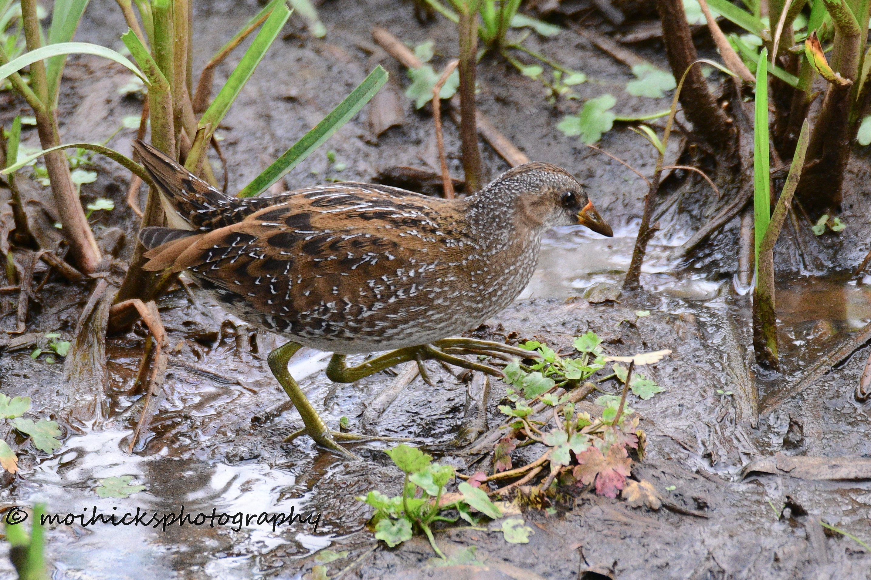 Spotted Crake by Moi Hicks - BirdGuides