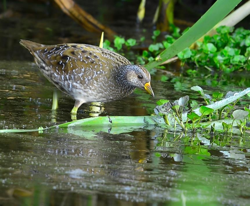 Spotted Crake by Mark Hope - BirdGuides