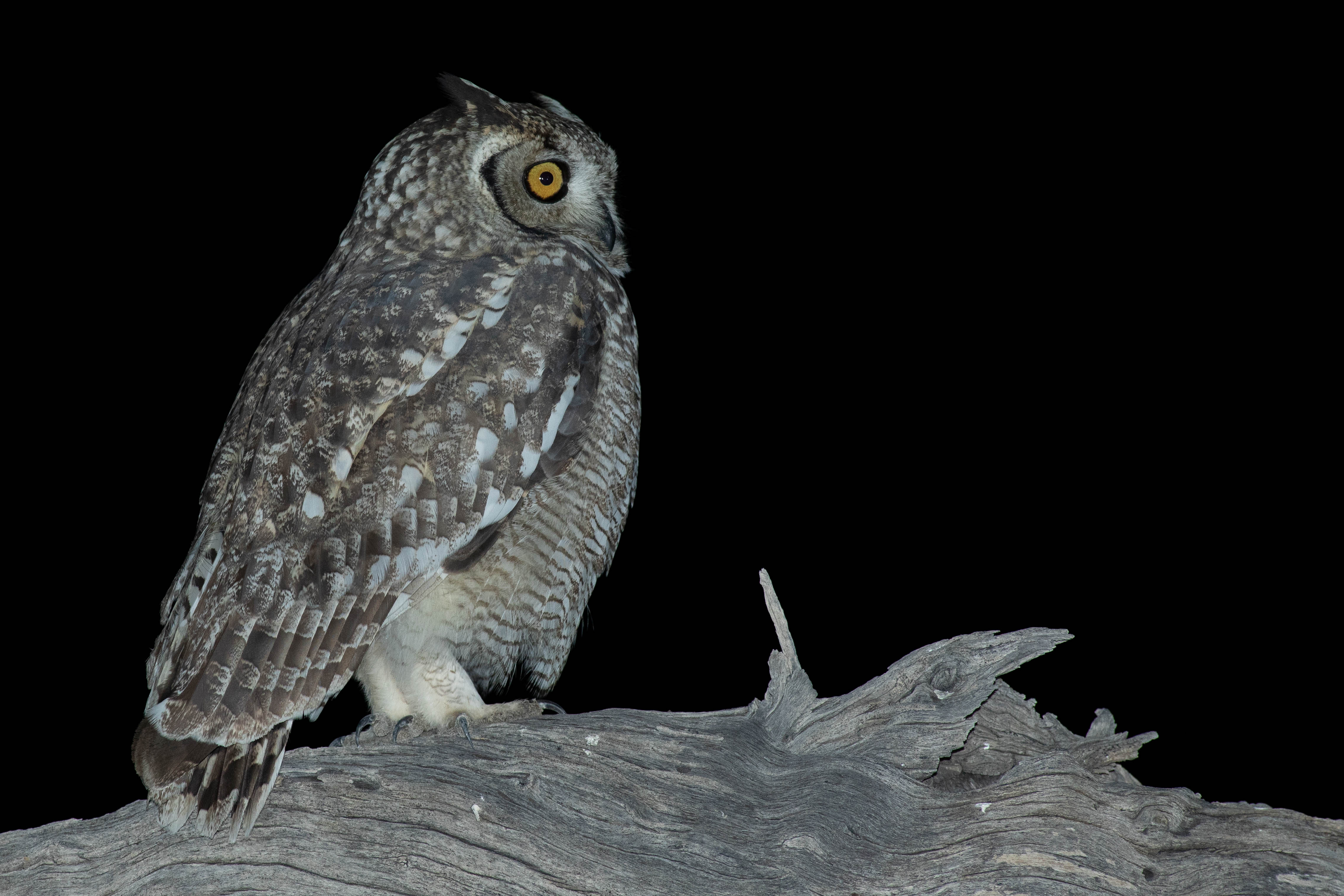 Details : Spotted Eagle-Owl - BirdGuides
