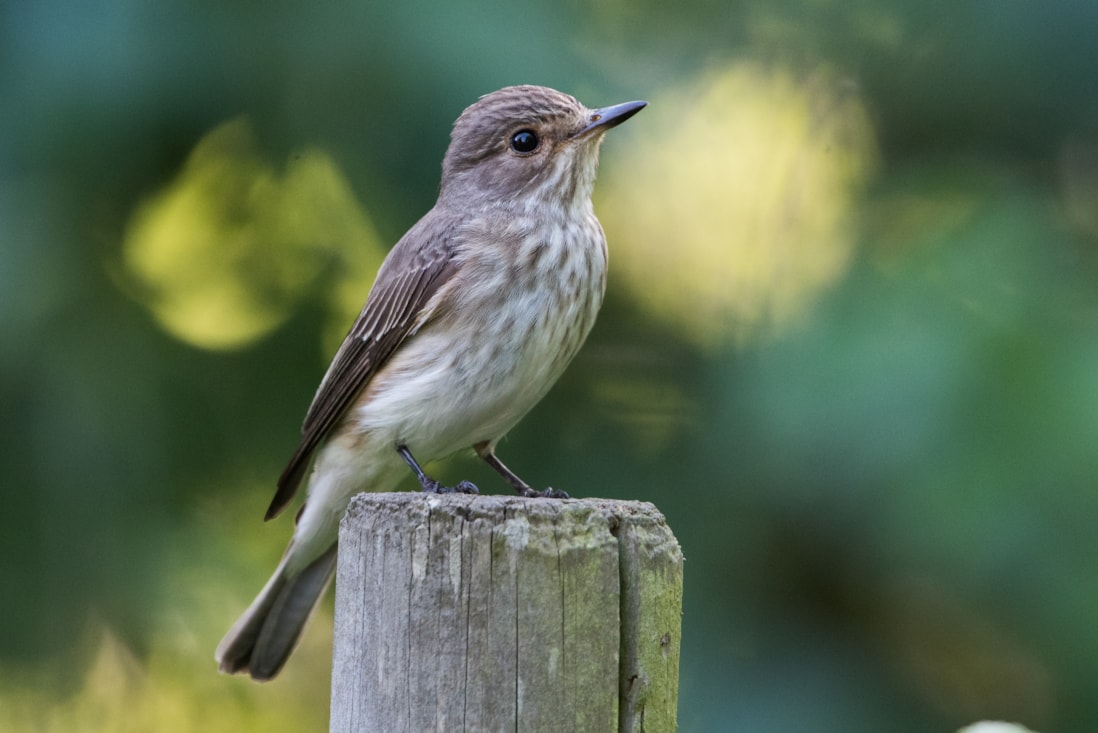 Spotted Flycatcher by Jim Mountain - BirdGuides