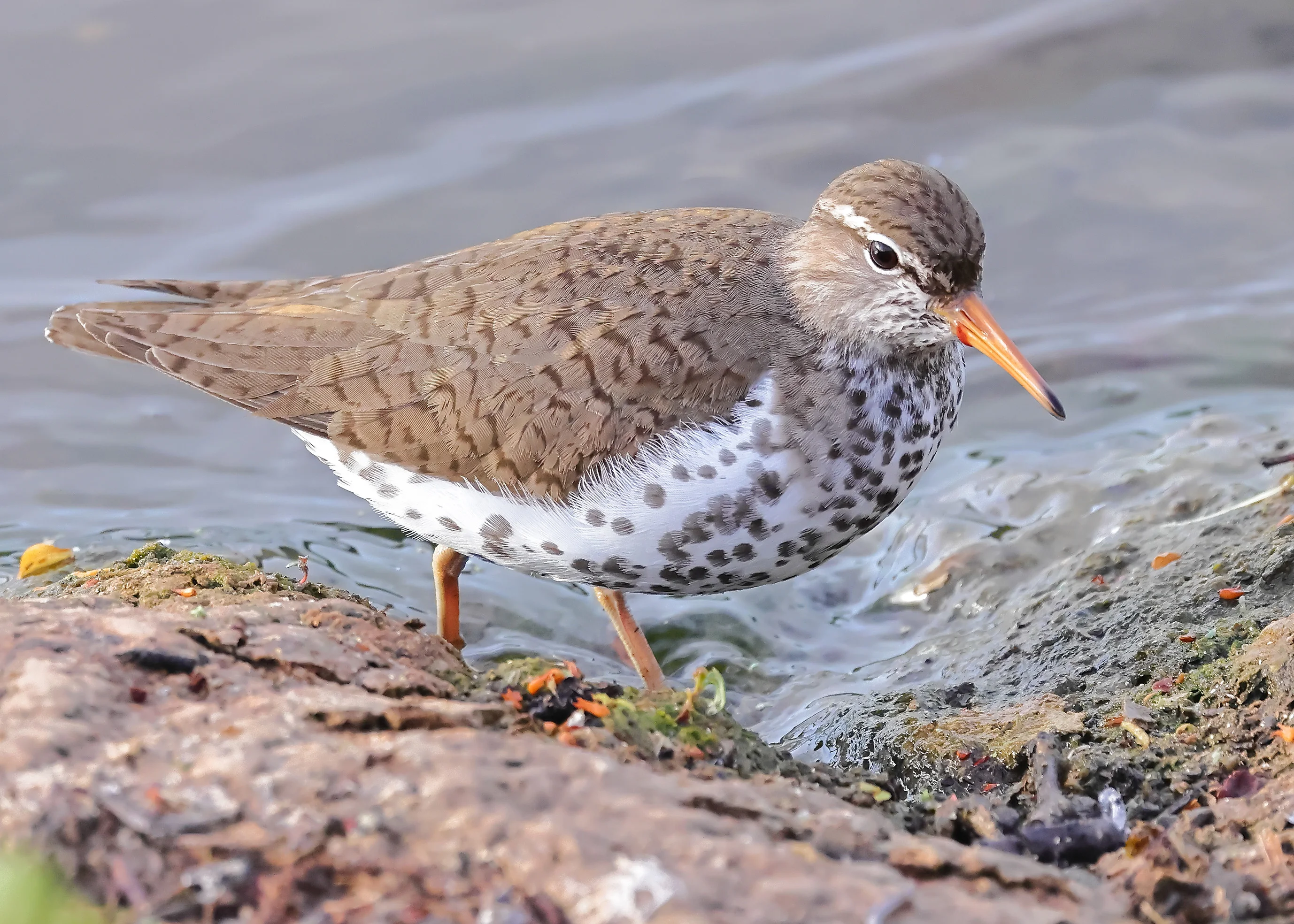 Sighting Report - BirdGuides