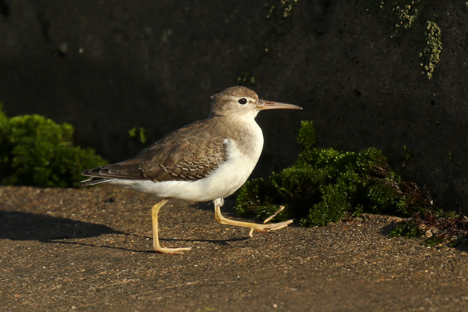 Spotted Sandpiper by Lee Gregory - BirdGuides