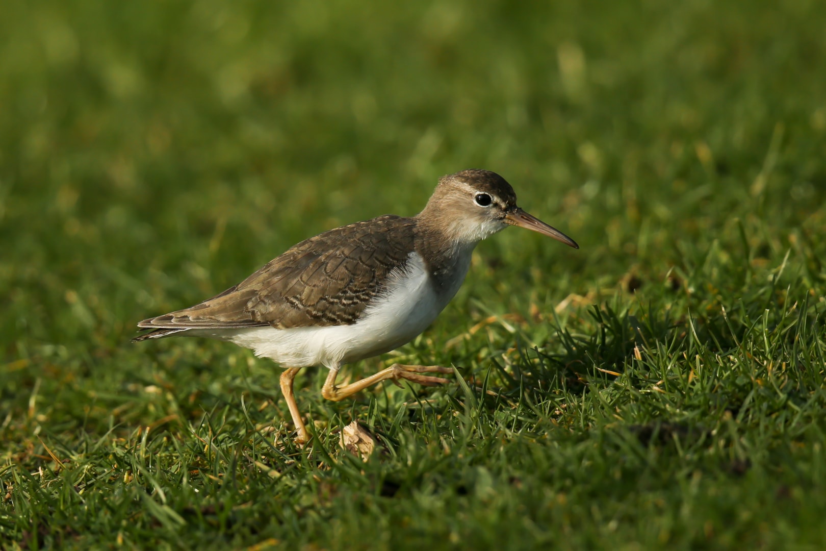 Spotted Sandpiper by Lee Gregory - BirdGuides