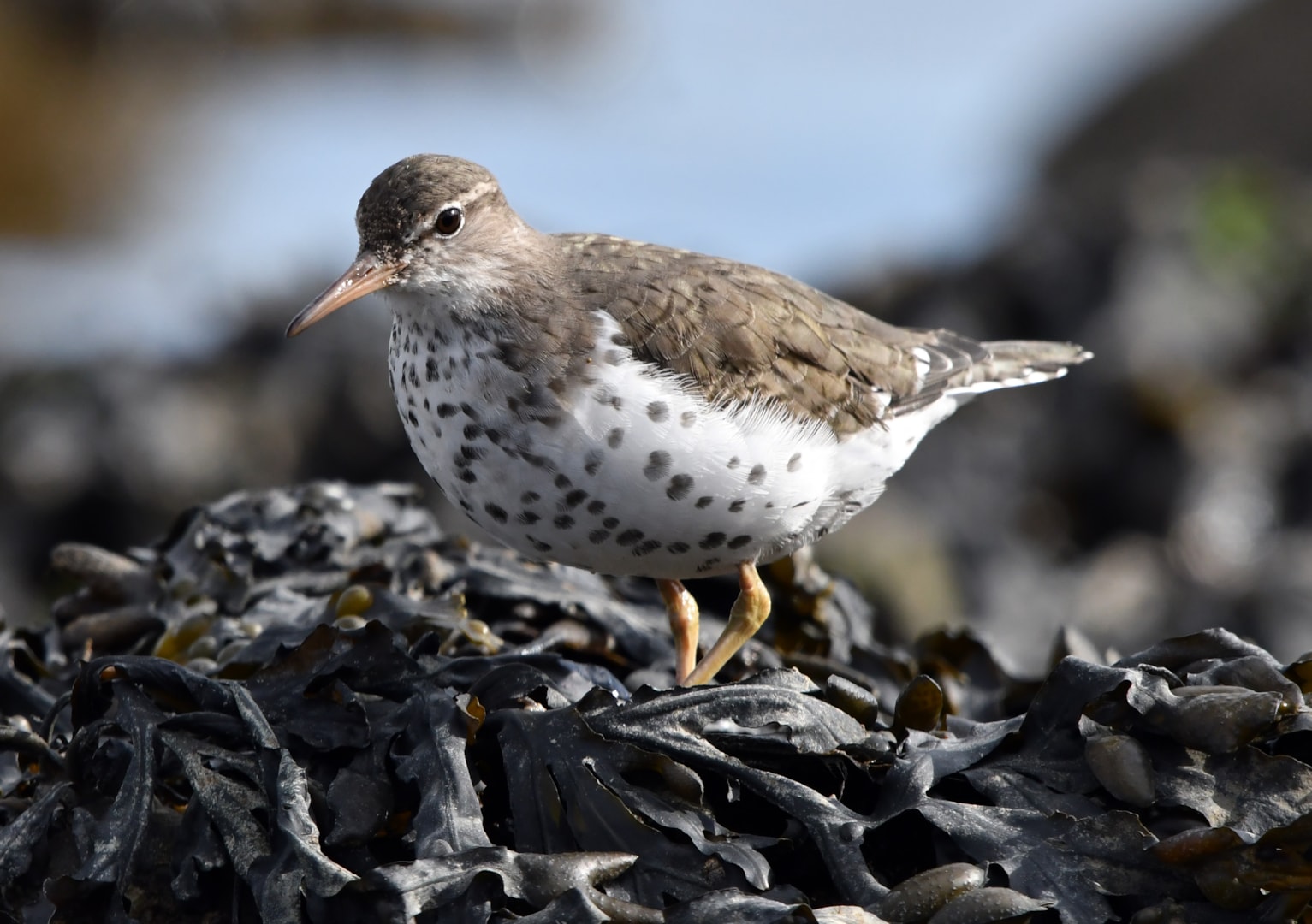 Spotted Sandpiper by Richard Mills - BirdGuides