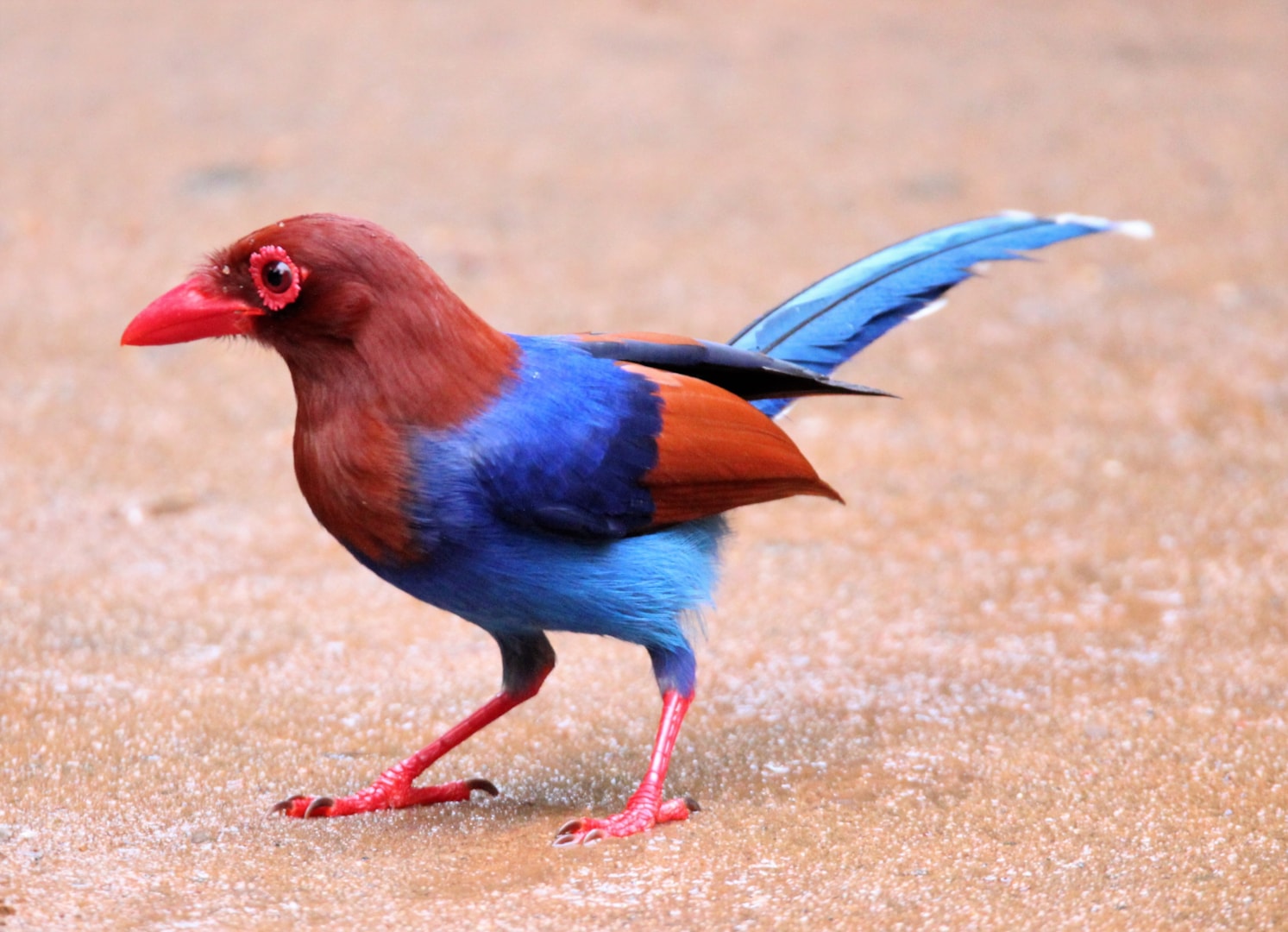 Sri Lanka Blue Magpie by Phil Ellis - BirdGuides