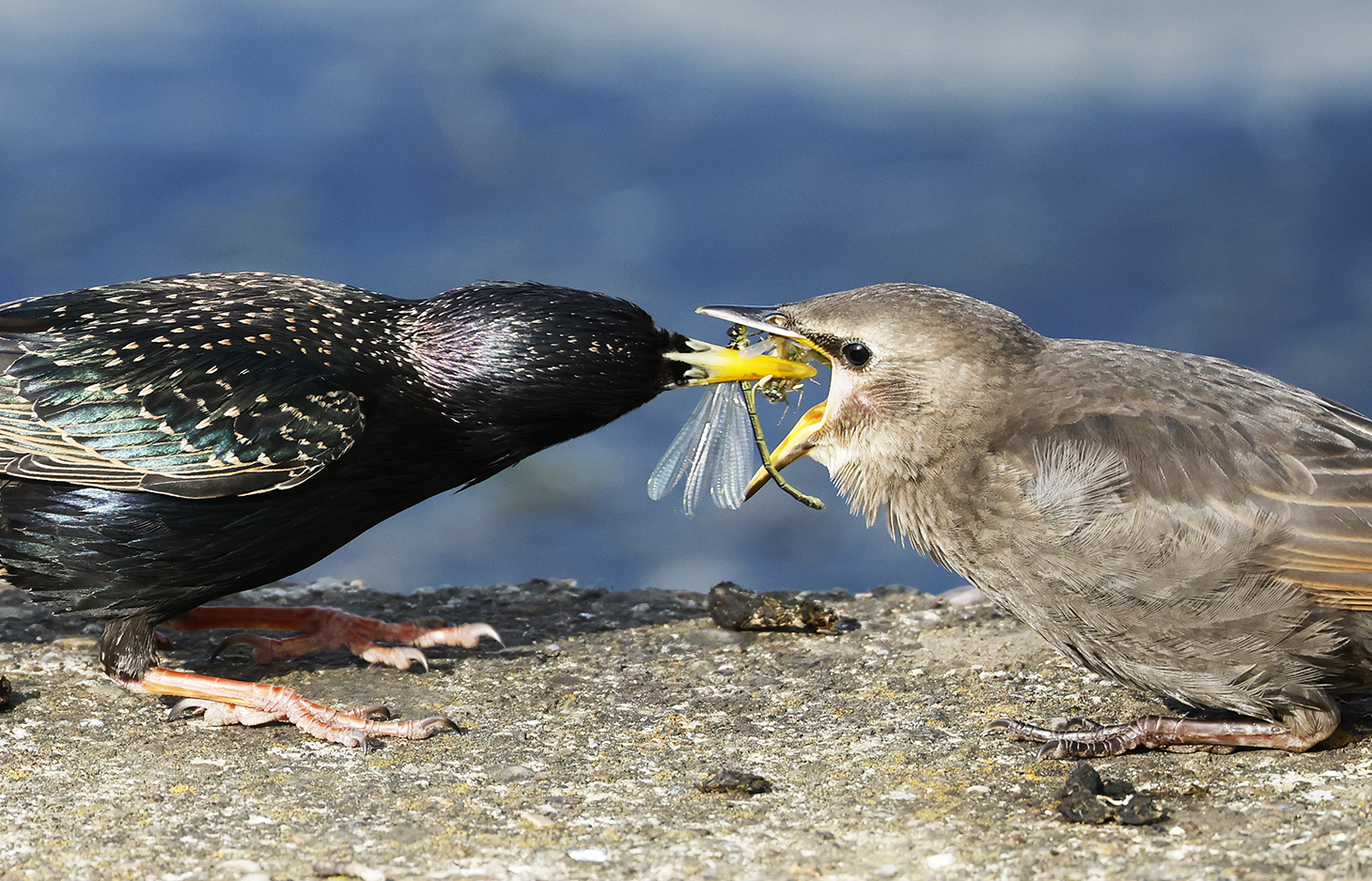 Common Starling by Mike Haberfield - BirdGuides