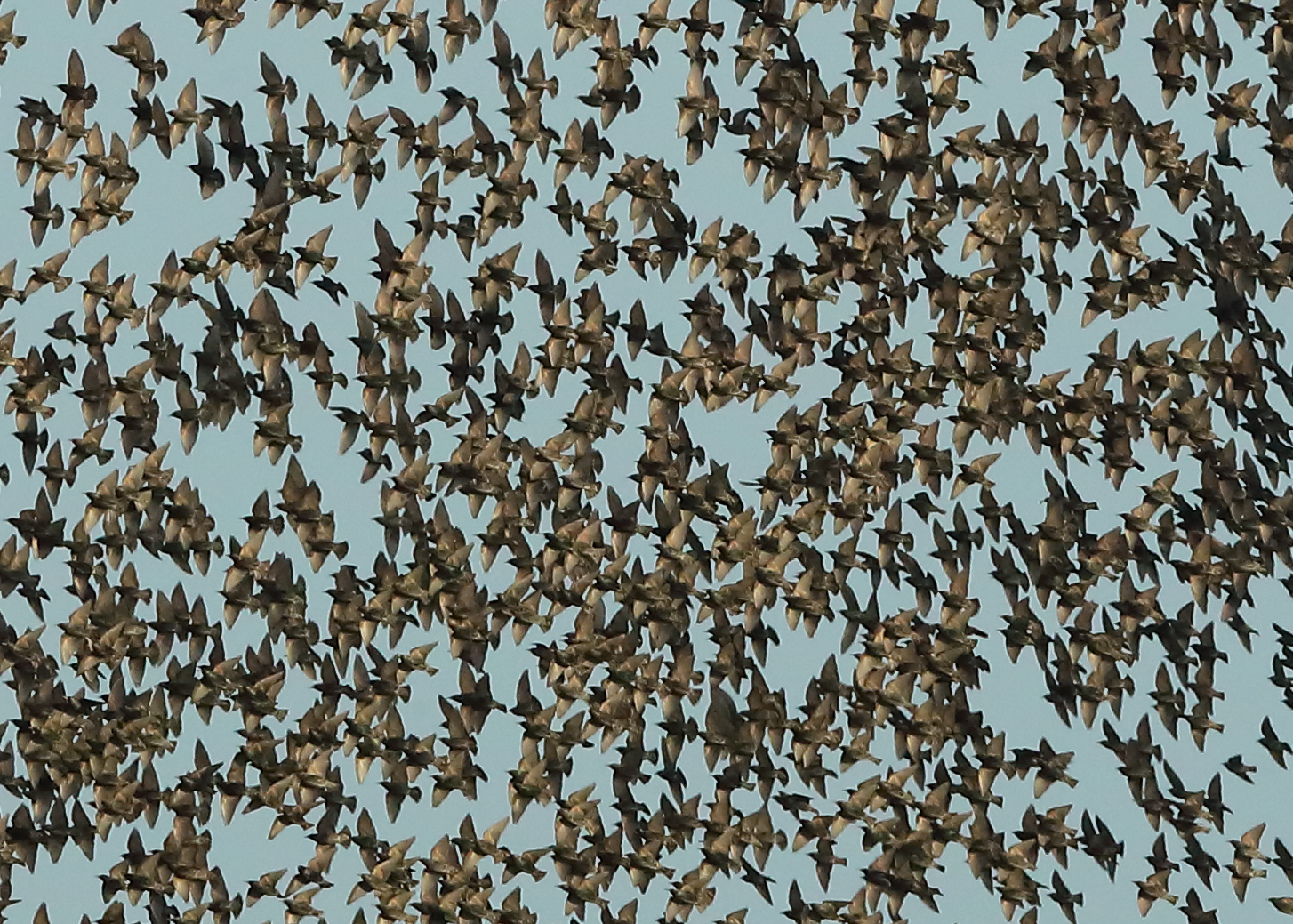 Irish Starling Murmuration Survey underway - BirdGuides