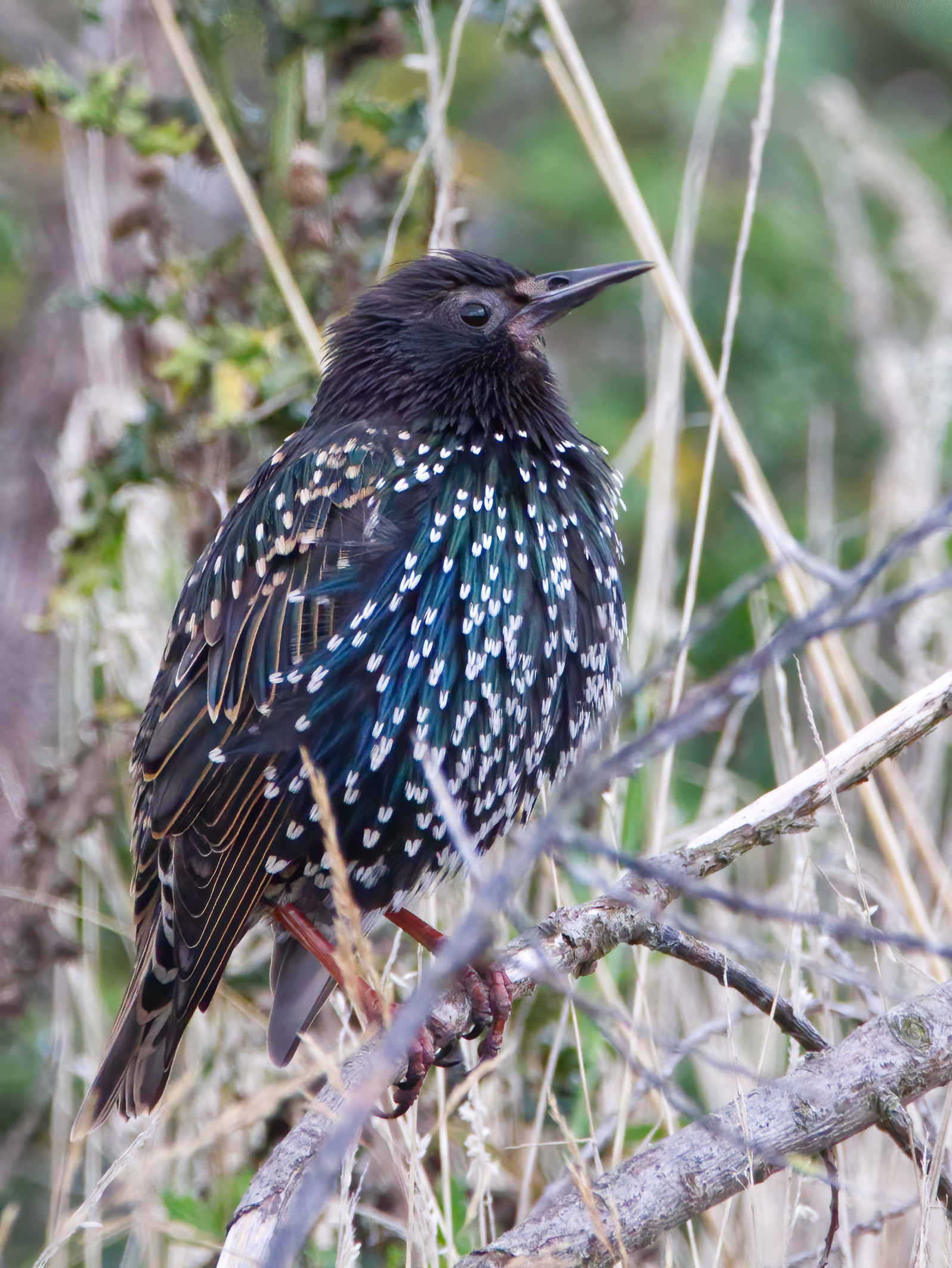 Common Starling by Terry Russell - BirdGuides