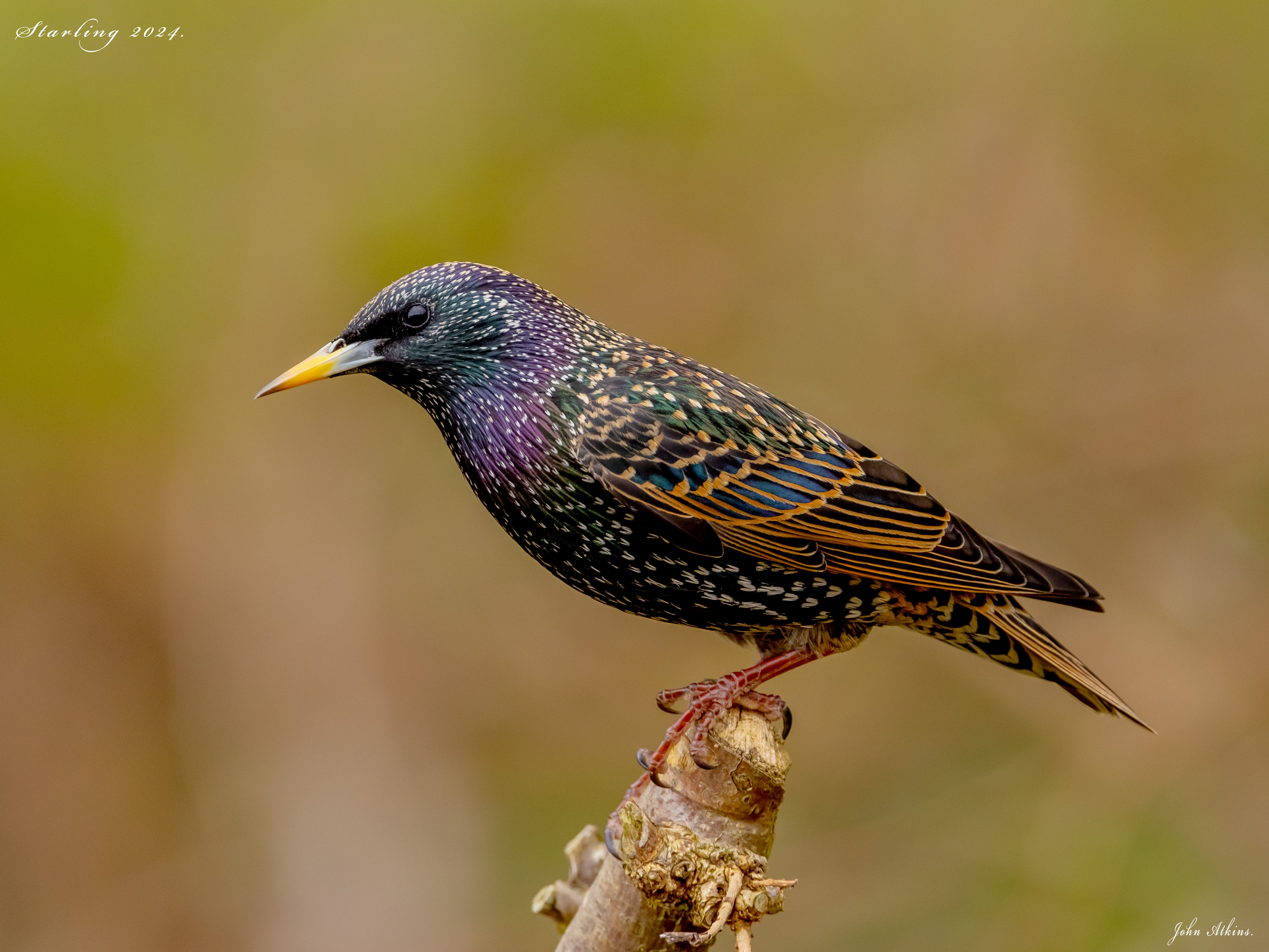 Details : Common Starling - BirdGuides
