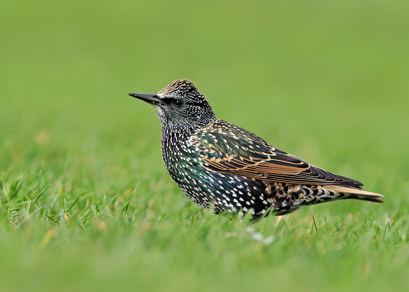 Common Starling by Darren Chapman - BirdGuides