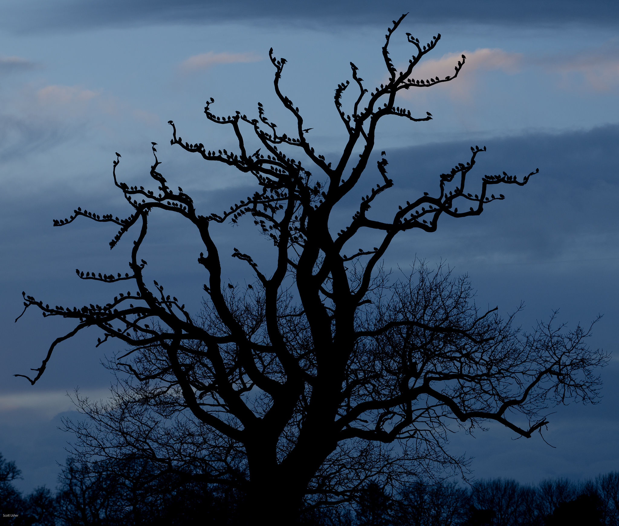 Common Starling by Scott Usher - BirdGuides