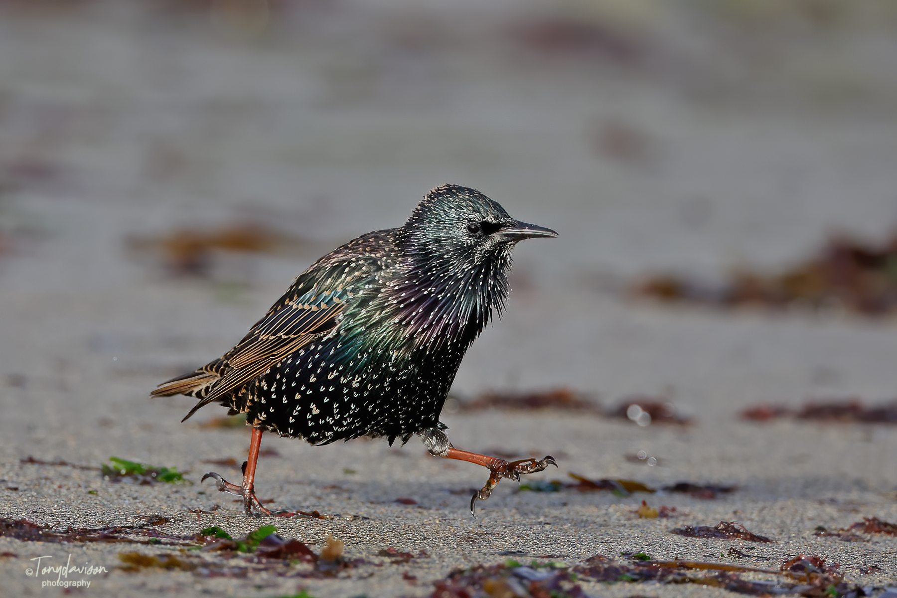 Common Starling by Tony Davison - BirdGuides