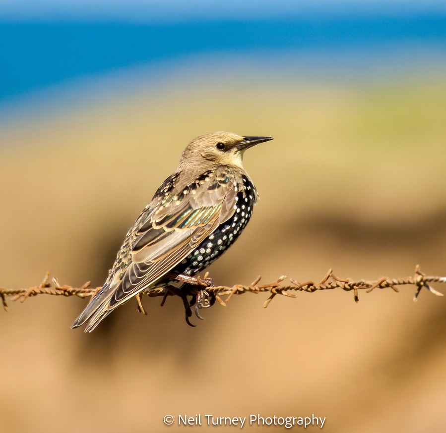 Common Starling by Neil Turney - BirdGuides