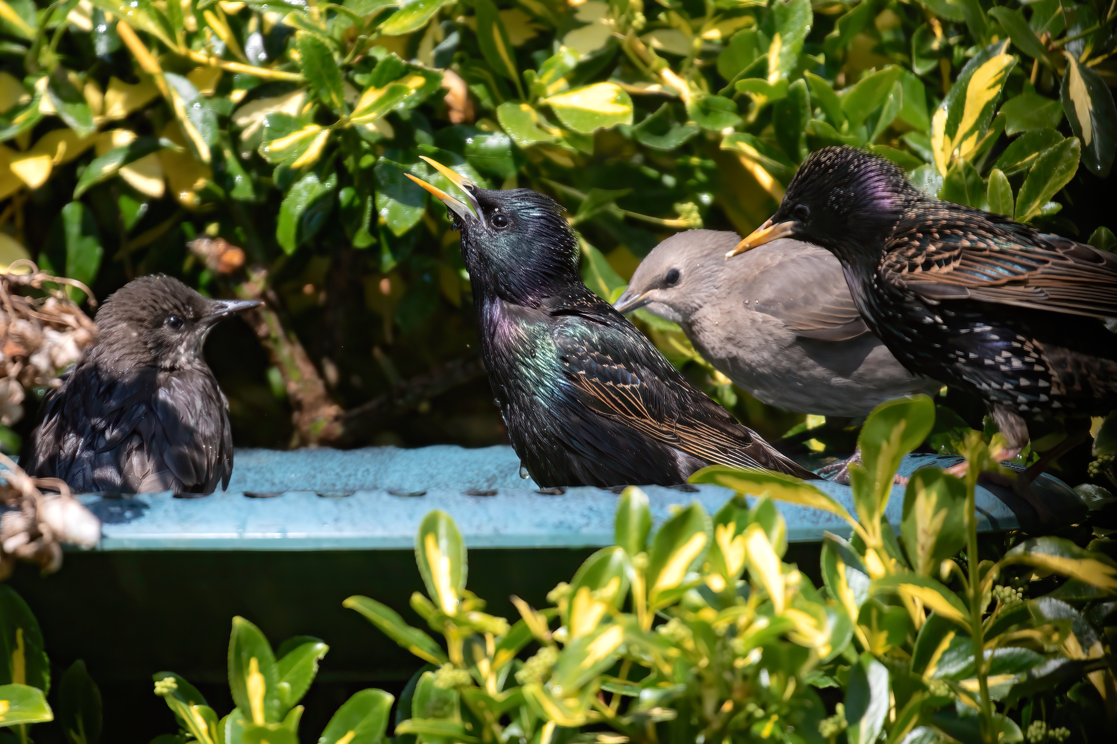 Common Starling by Peter Miles - BirdGuides