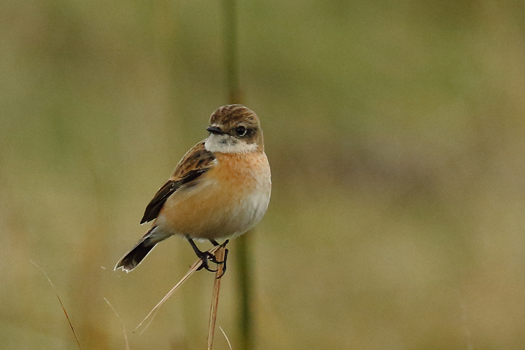 Amur Stonechat by Steve Daniels - BirdGuides