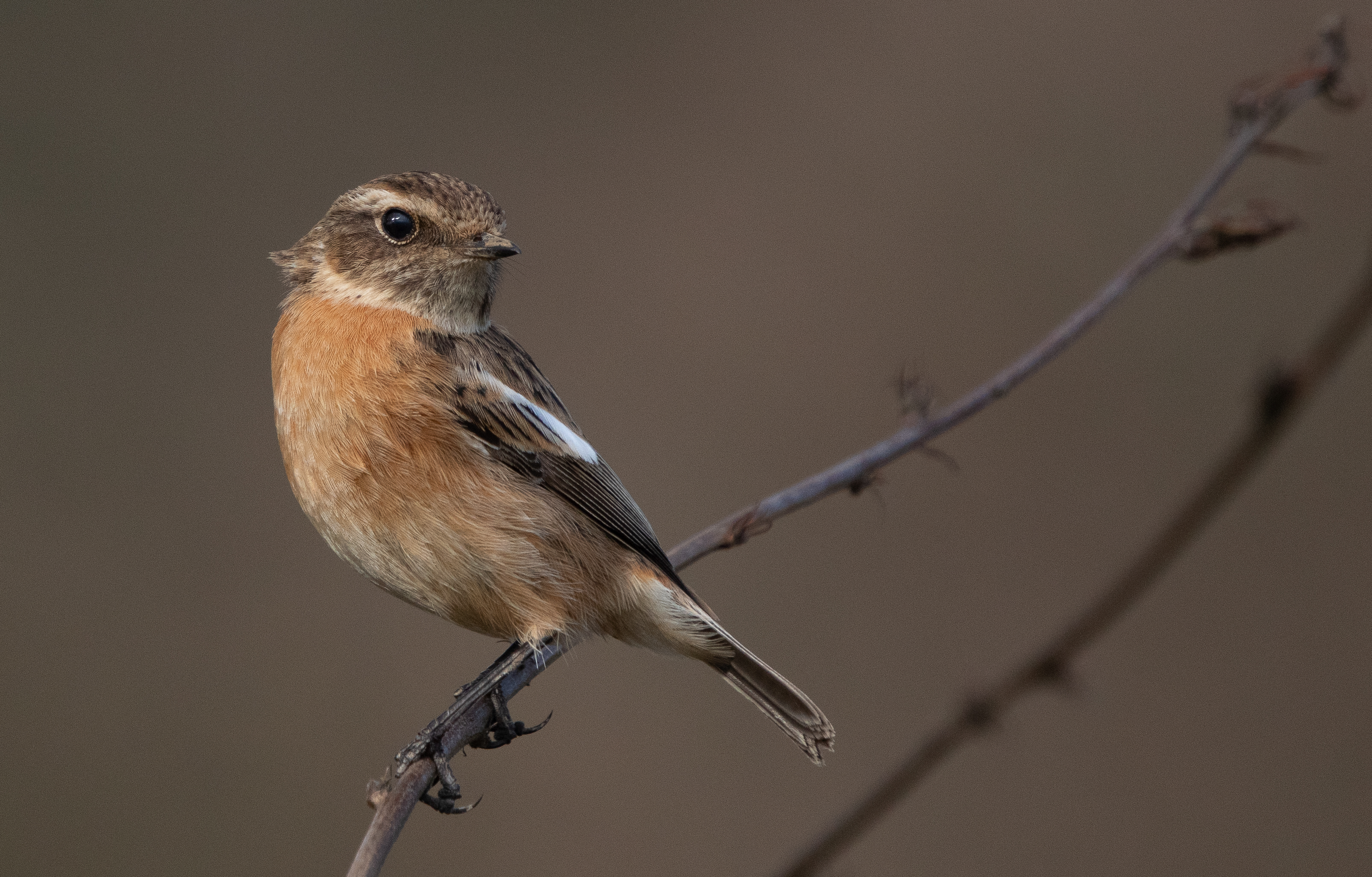 European Stonechat by Eugene Dillon-Hooper - BirdGuides