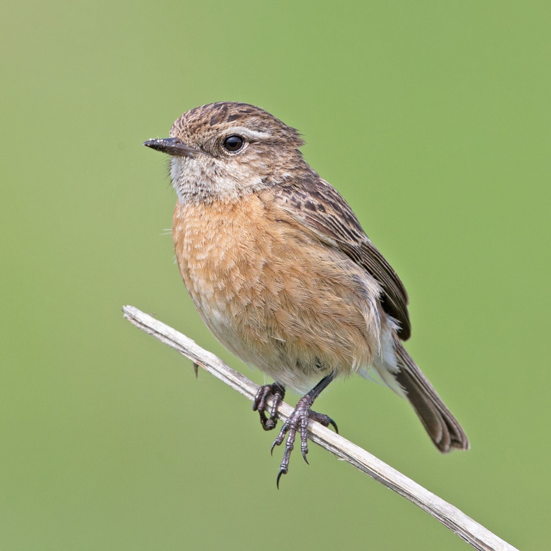 European Stonechat by Simon Richardson - BirdGuides