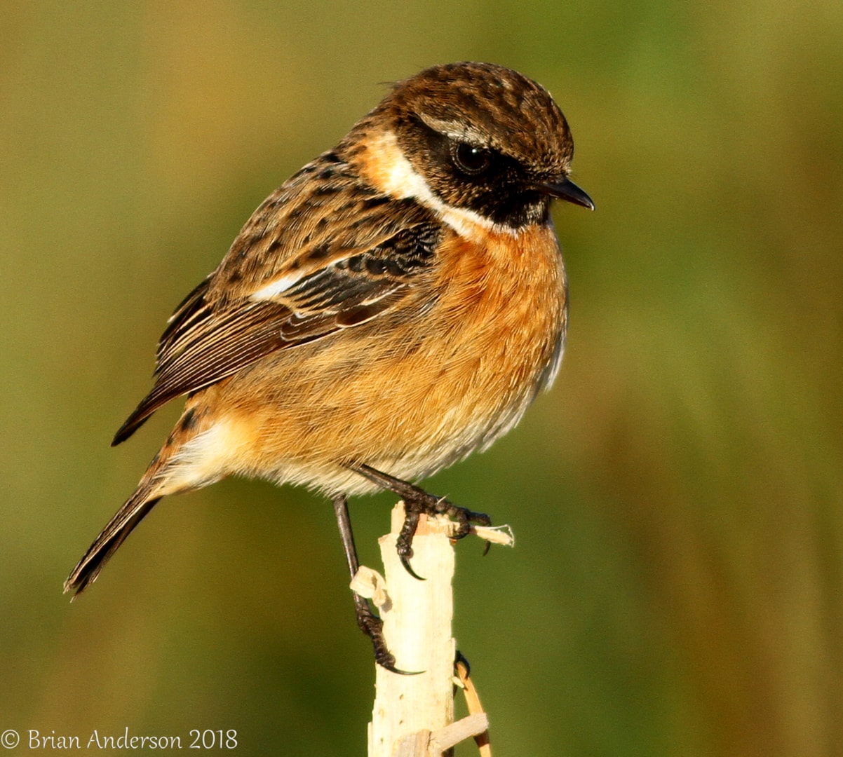 European Stonechat by Brian Anderson - BirdGuides