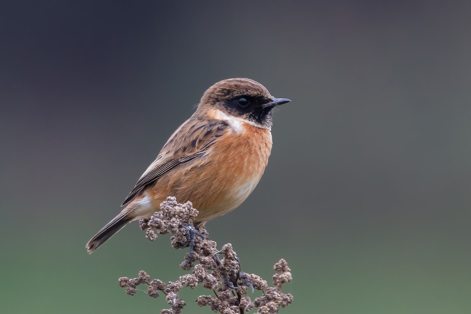 European Stonechat by Alan Beesley - BirdGuides