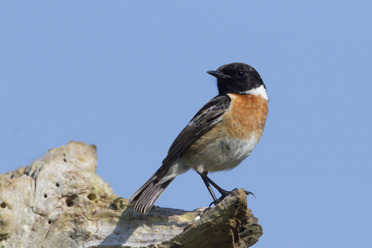 European Stonechat by Chris Mayne - BirdGuides