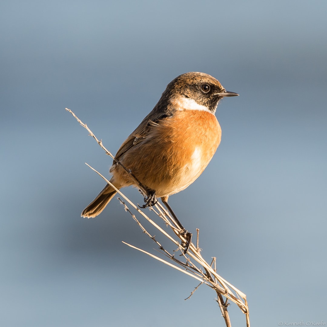 European Stonechat by Kenneth O'Keefe - BirdGuides