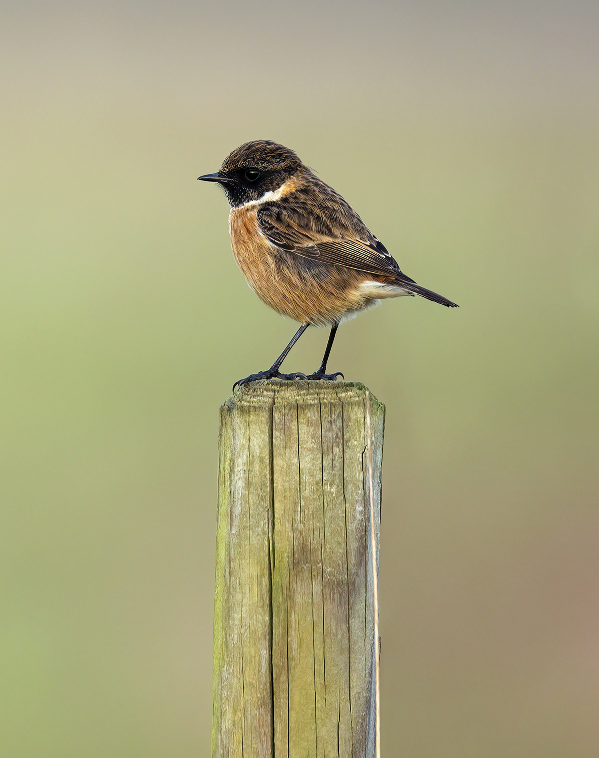 European Stonechat by Nigel Kiteley - BirdGuides