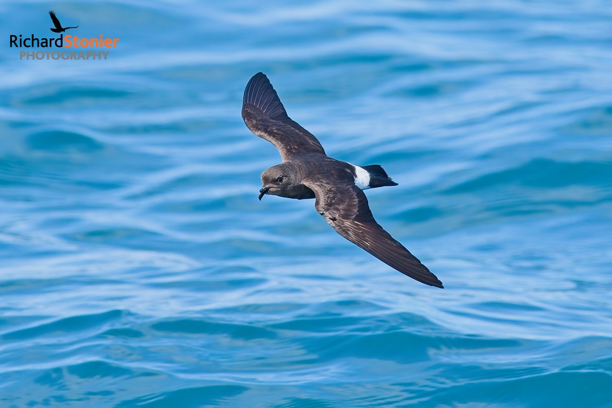 European Storm Petrel by Richard Stonier - BirdGuides