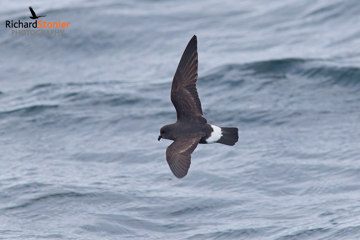 European Storm Petrel by Richard Stonier - BirdGuides