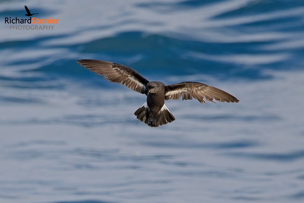 European Storm Petrel by Richard Stonier - BirdGuides