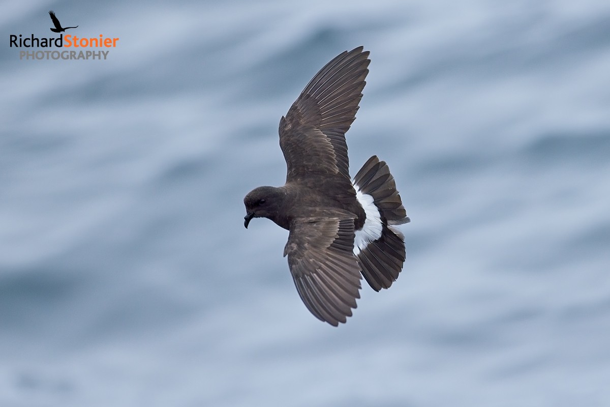 European Storm Petrel by Richard Stonier - BirdGuides
