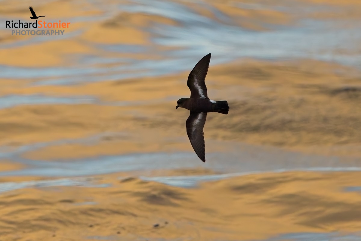 European Storm Petrel by Richard Stonier - BirdGuides