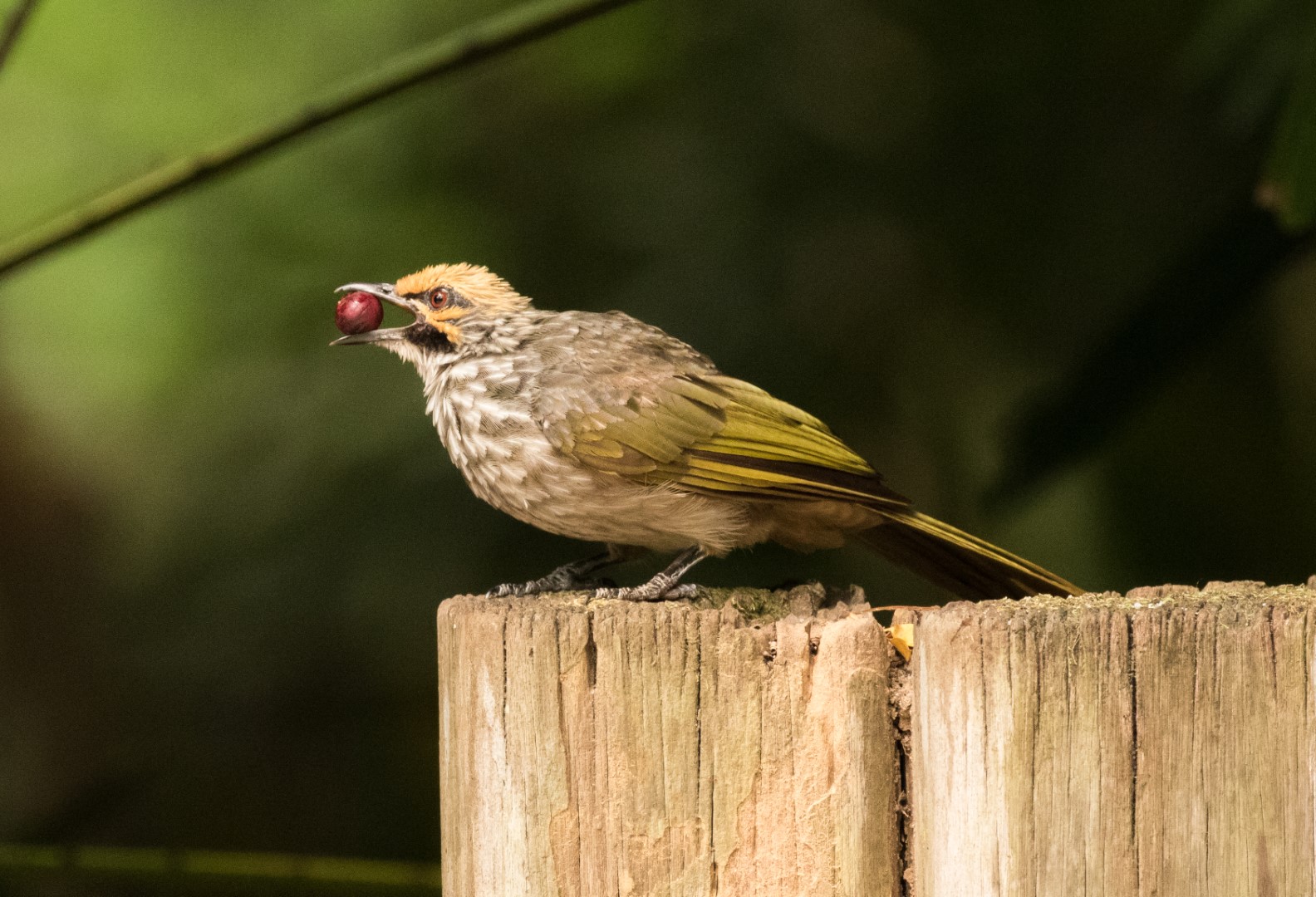 Details : Straw-headed Bulbul - BirdGuides