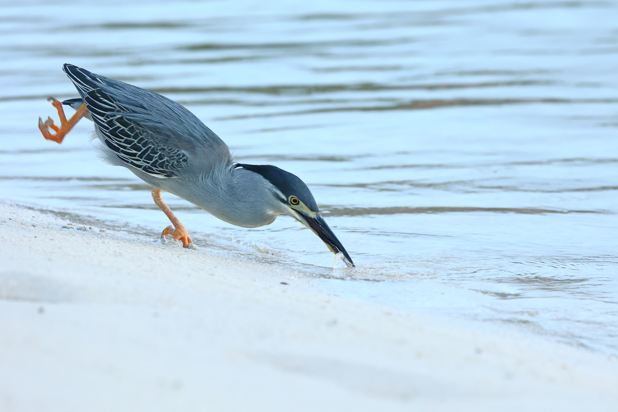 Striated Heron by Richard Allan - BirdGuides
