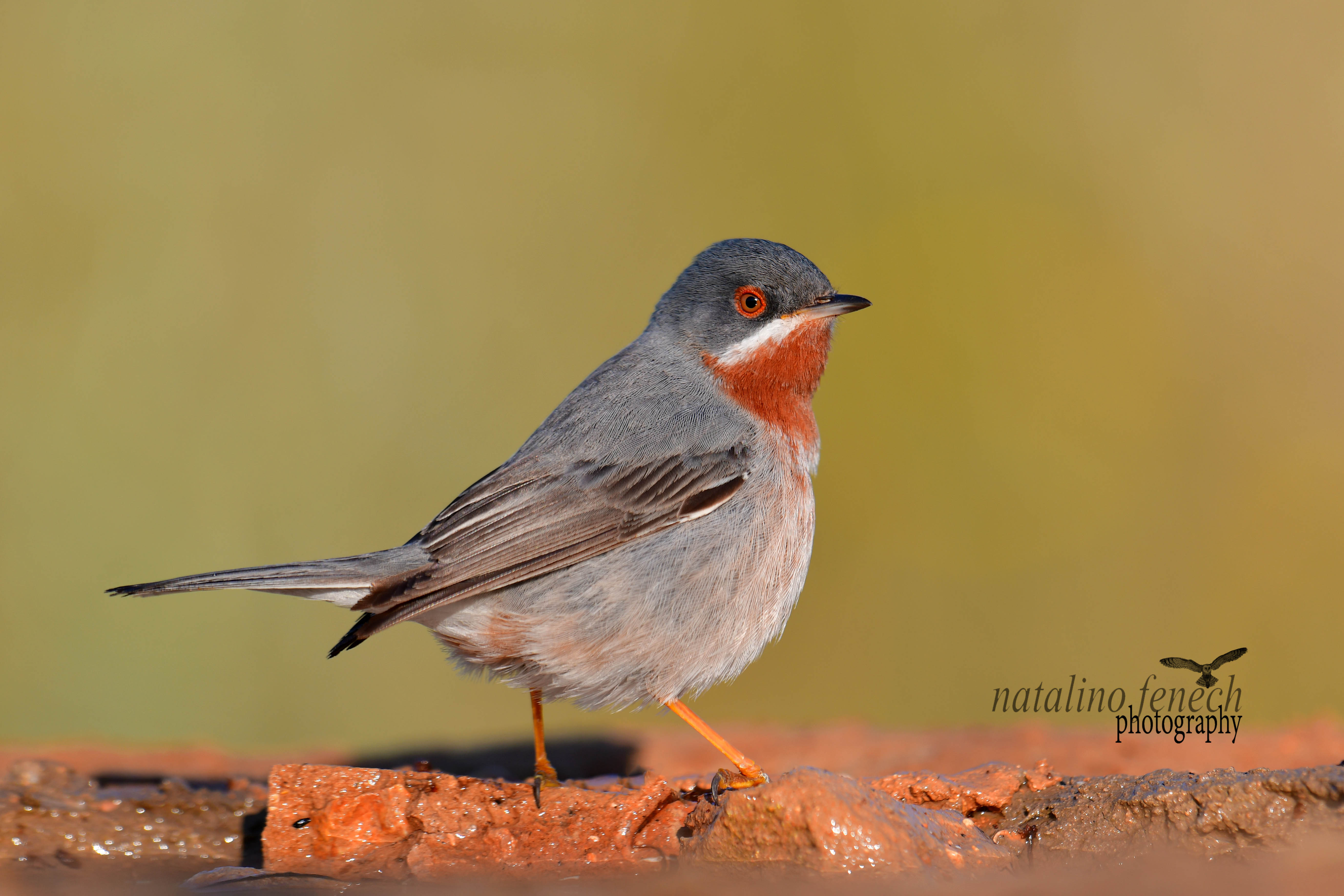 Details : Eastern Subalpine Warbler - BirdGuides