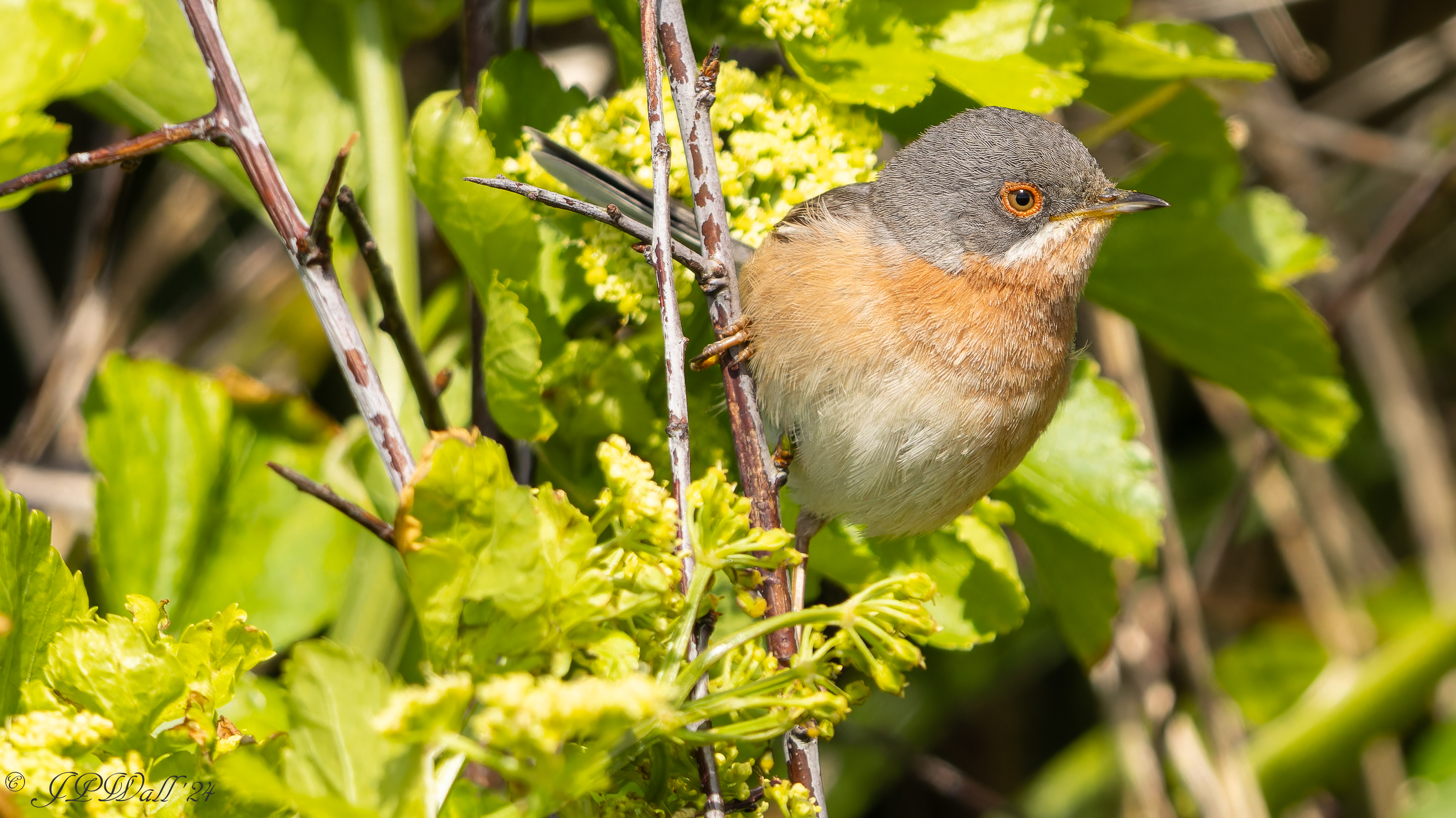 Western Subalpine Warbler by John Wall - BirdGuides